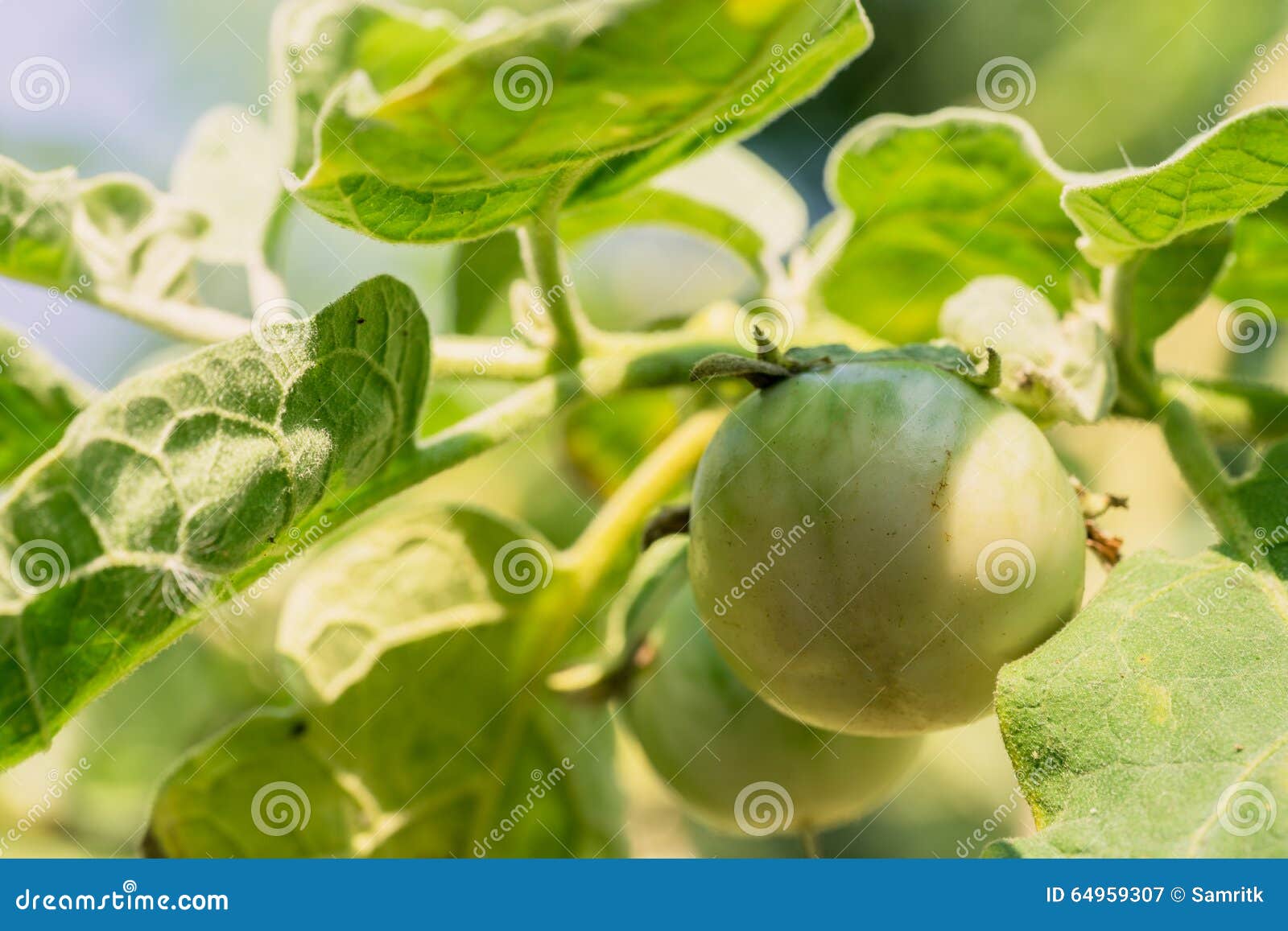 Brinjal on tree stock image. Image of fruit, vegetable - 64959307