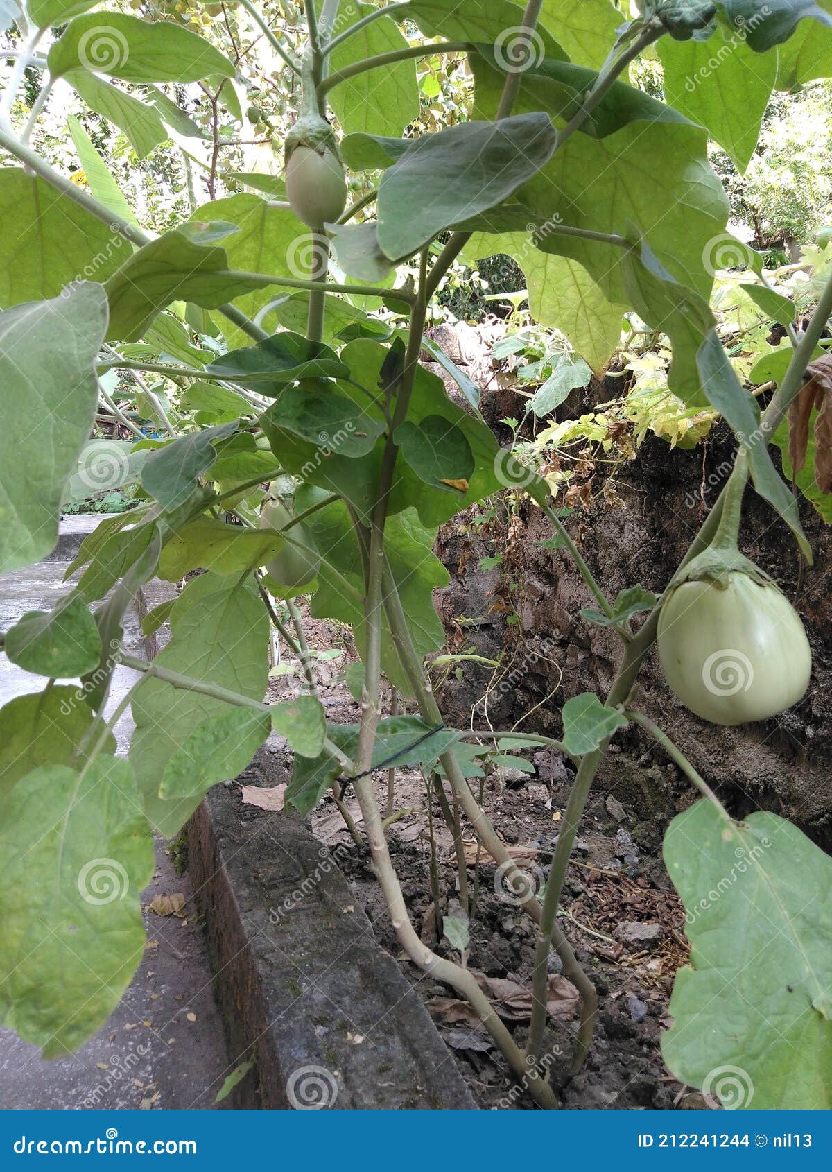 A brinjal tree stock photo. Image of recipe, tree, fresh - 212241244