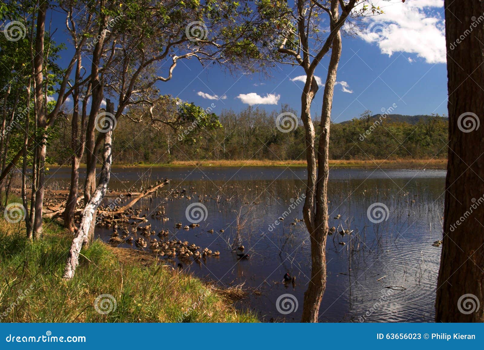 Brisbane Forrest Park Queensland Australia Image stock - Image du ...