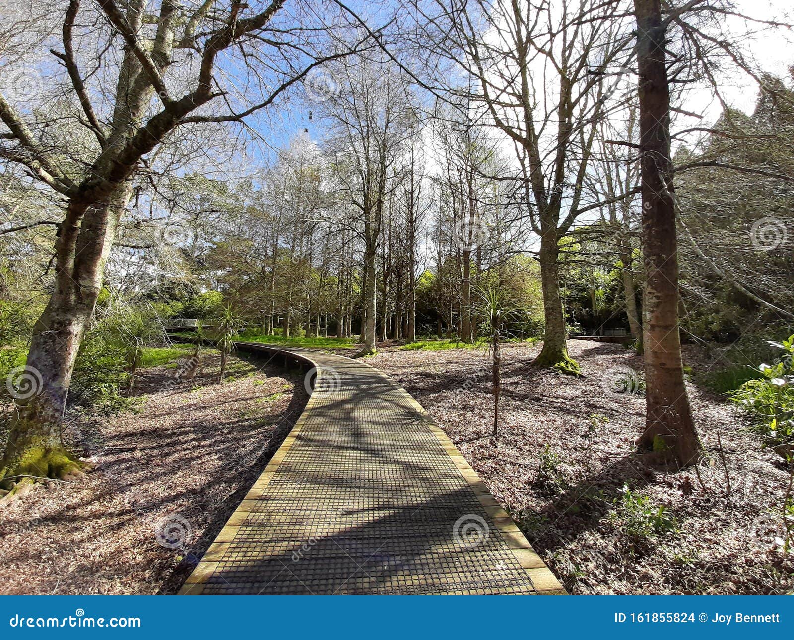 Brisk morning walk stock photo. Image of woods, brisk - 161855824