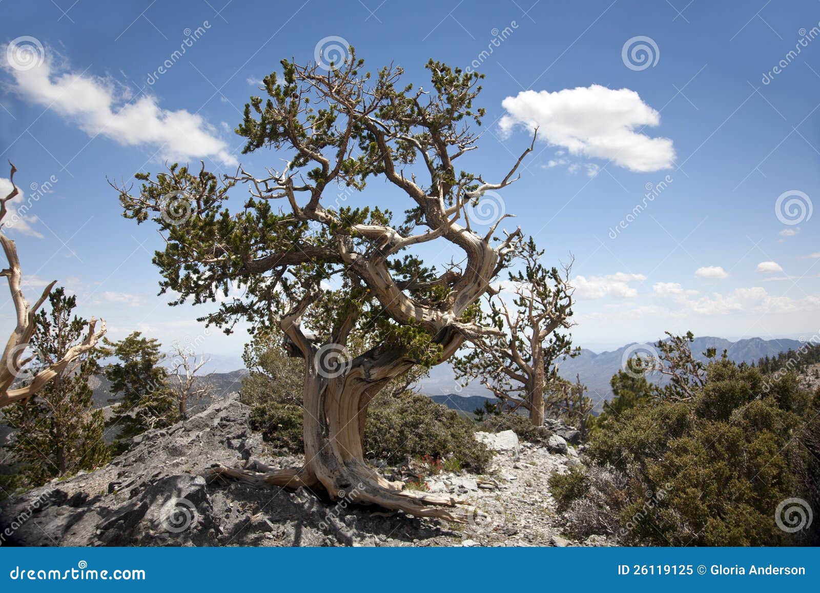 A Split Bristlecone Pine Tree Stock Photography | CartoonDealer.com ...