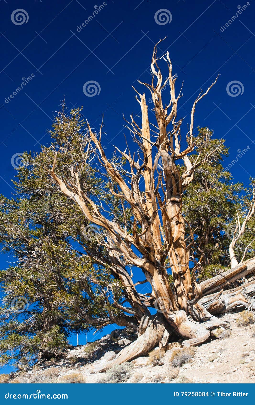 Bristle-cone Pine tree stock photo. Image of travel, outdoor - 79258084