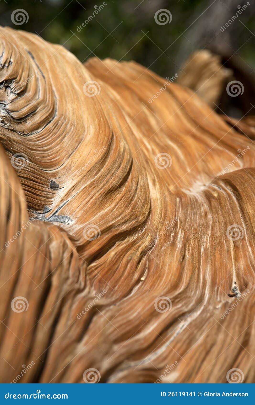 Bristle Cone Pine Tree Texture Stock Image - Image of nevada ...