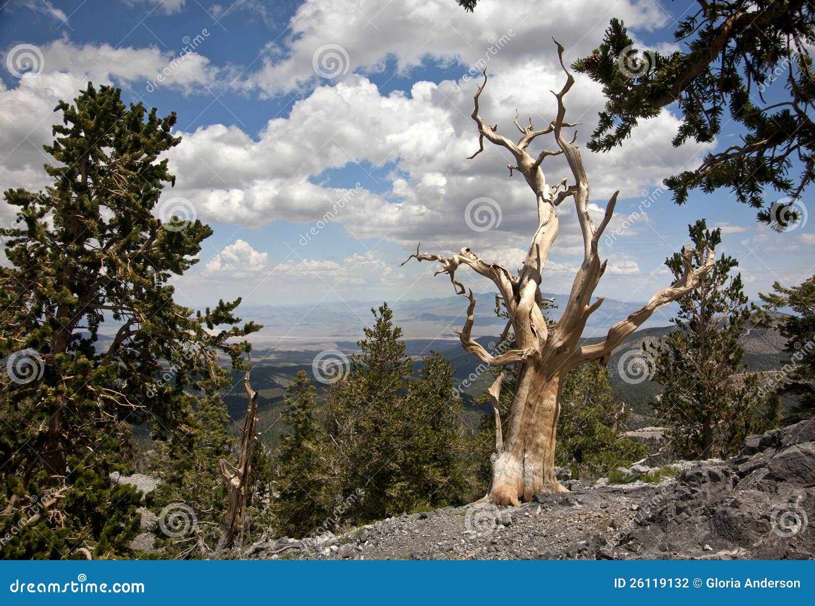 Bristle Cone Pine Tree at the Top of the Ridge Stock Photo - Image of ...