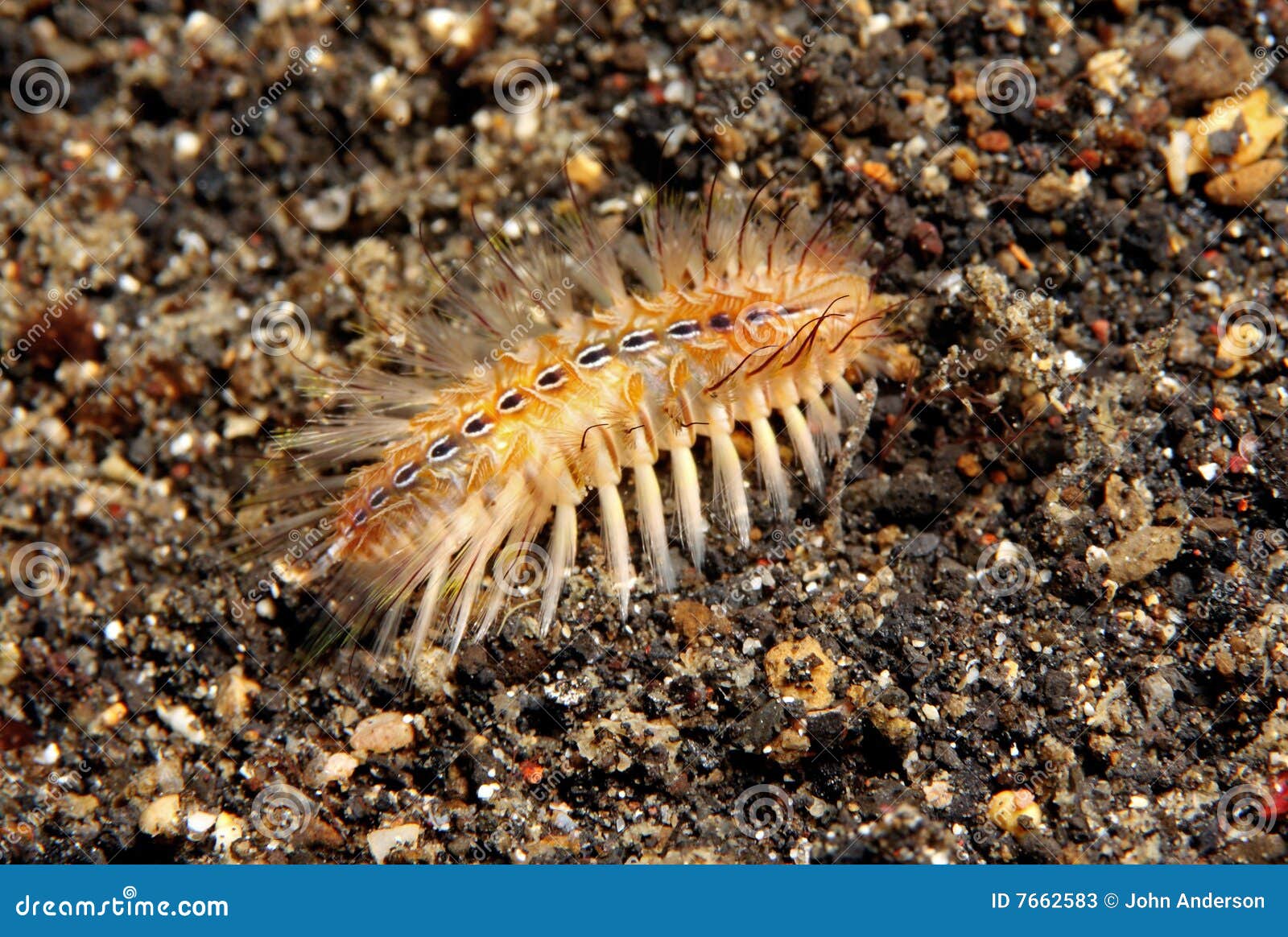Bristle worm stock image. Image of bottom, coral, community - 7662583