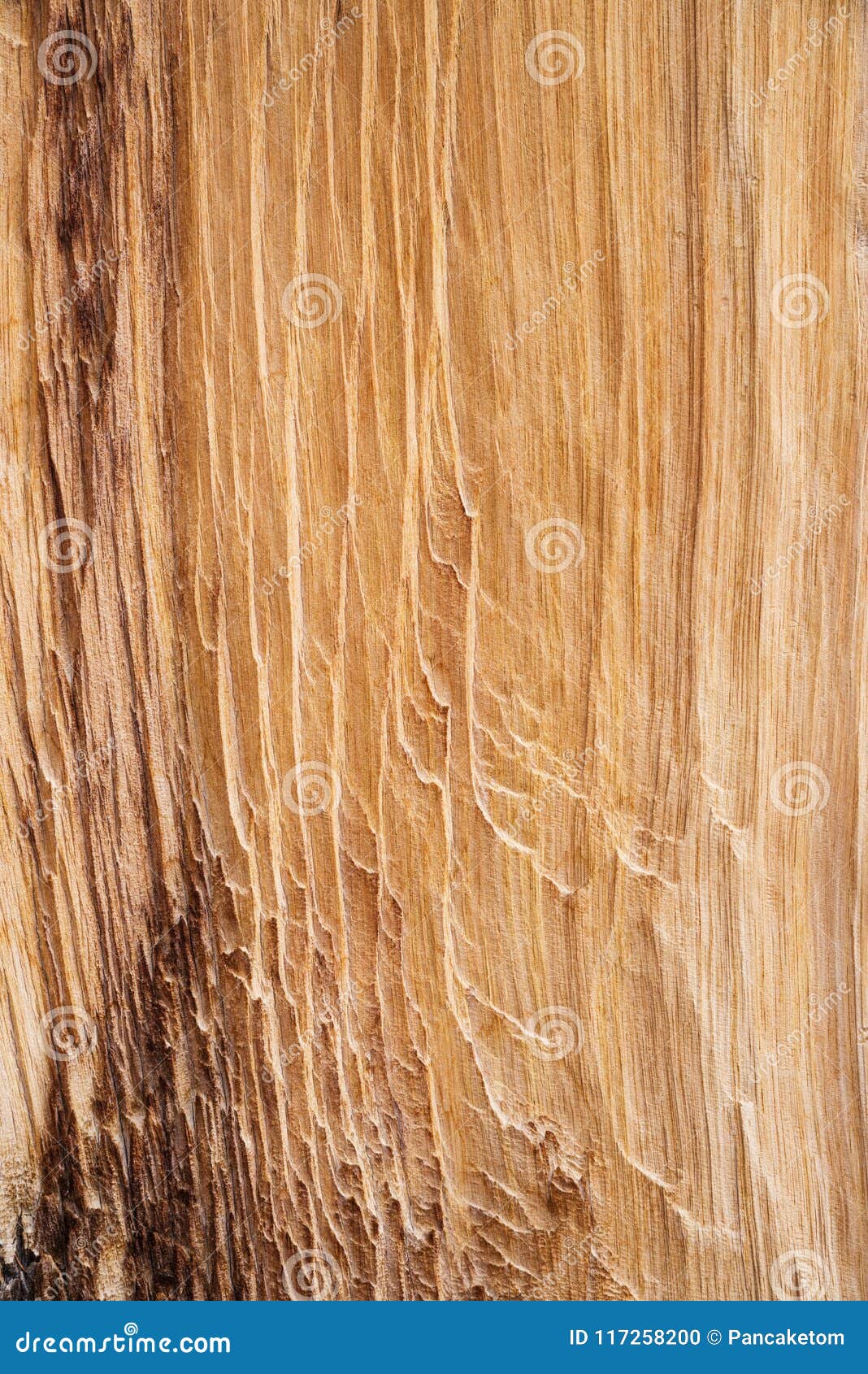 Bristlecone-Kiefernholz-Hintergrund Stockfoto - Bild von sonderkommando ...