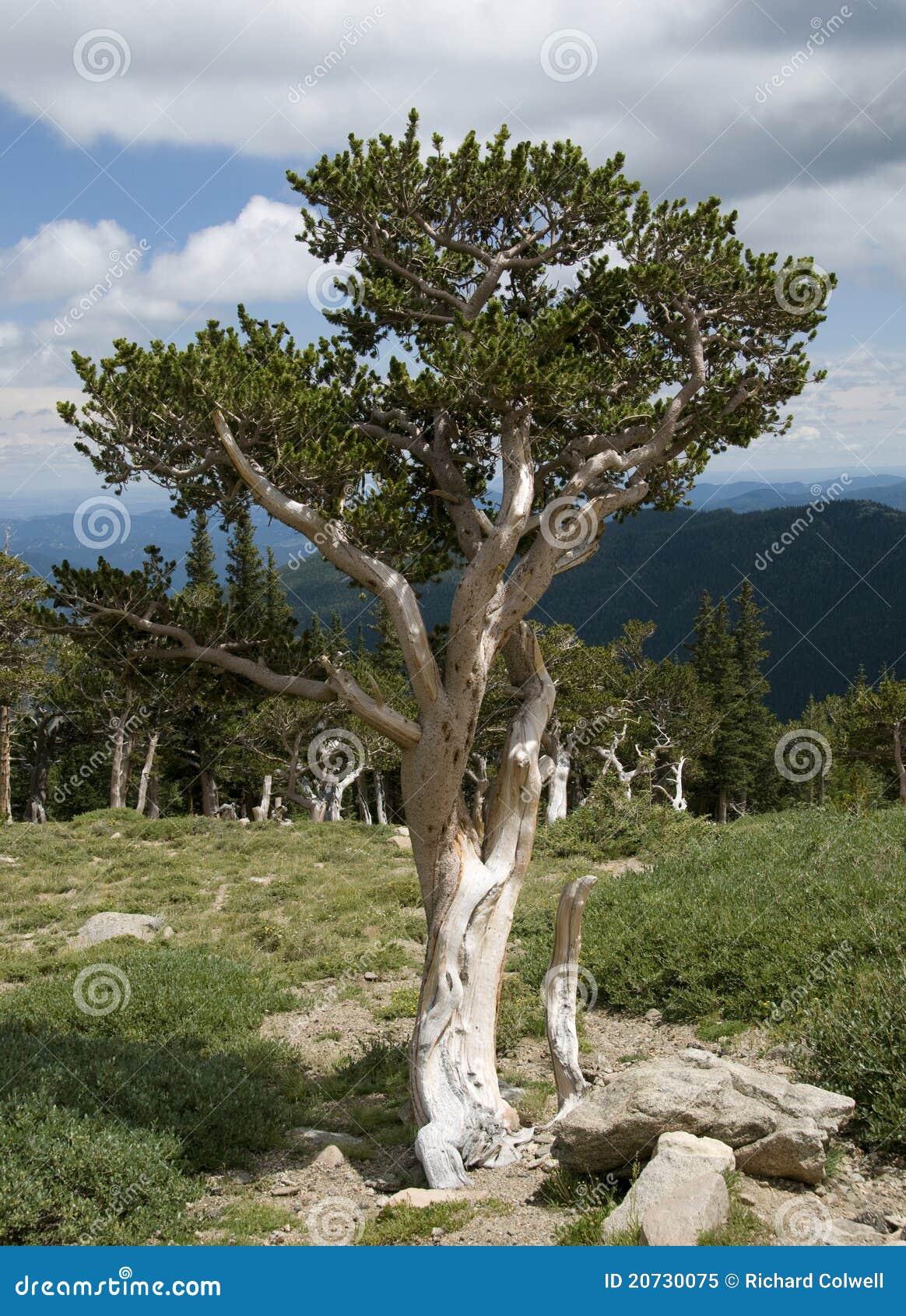 148 Bristlecone Pine Colorado Stock Photos - Free & Royalty-Free Stock ...