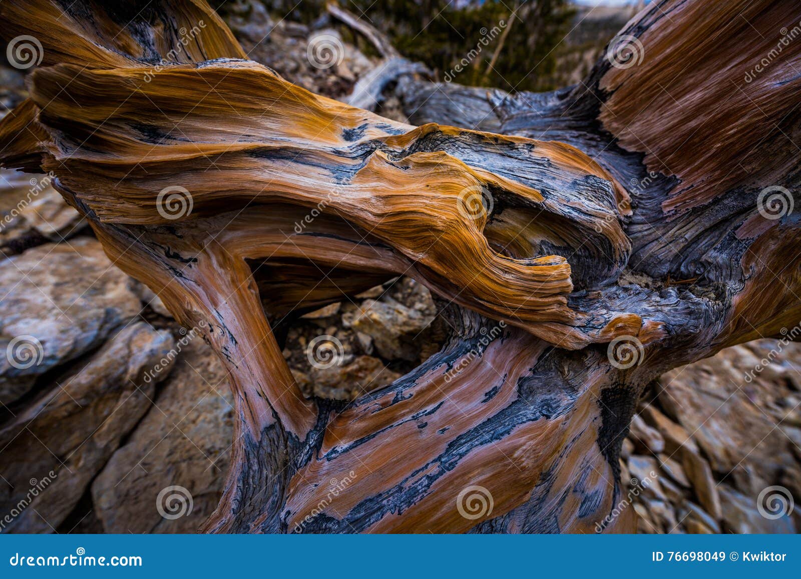 Bristlecone Pine Background Stock Image - Image of white, branches ...