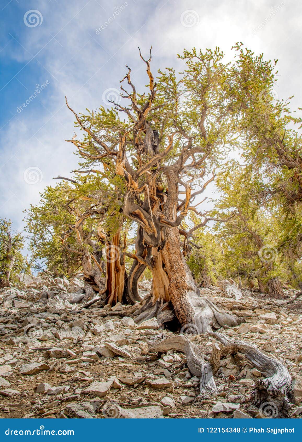 Bristlecone Pine the Oldest Tree in the World Stock Photo - Image of ...