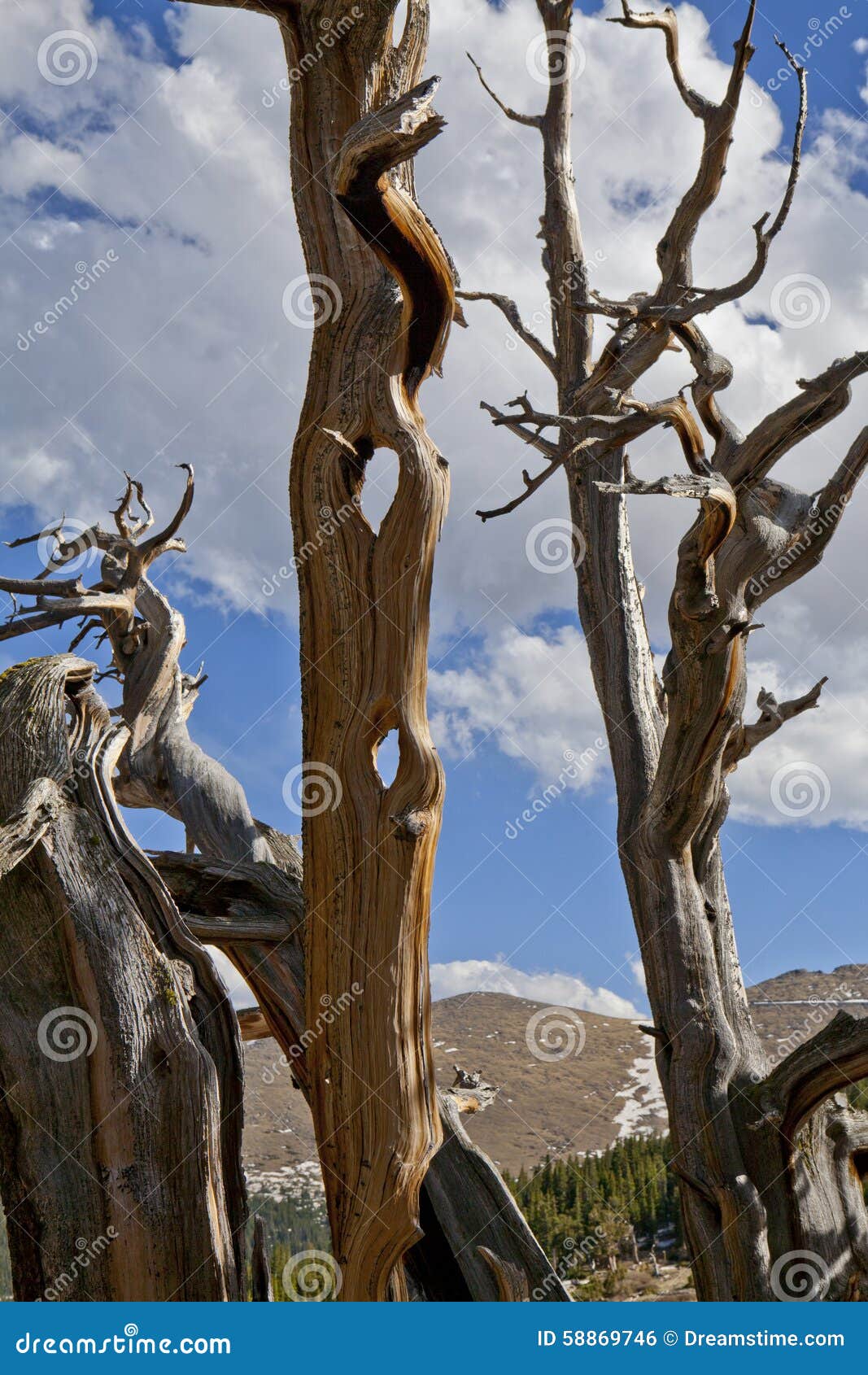Bristlecone pine skeletons stock photo. Image of pine - 58869746