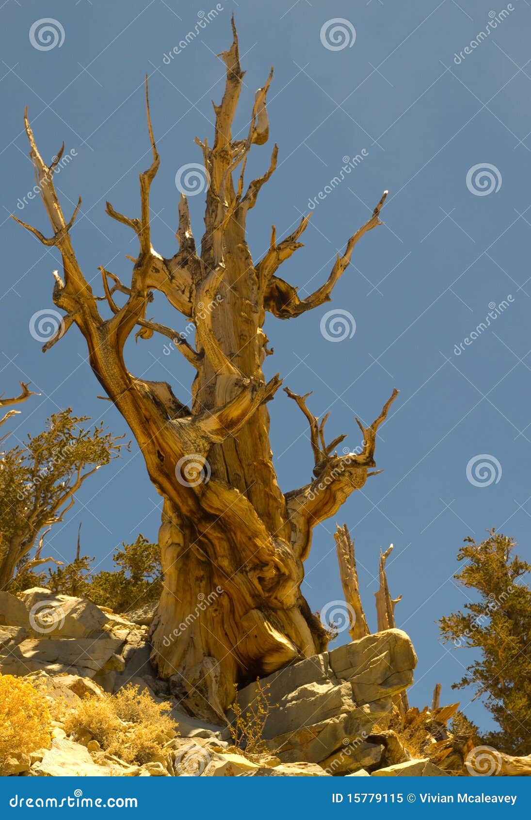 Bristlecone Pine Snag stock image. Image of arid, interesting - 15779115