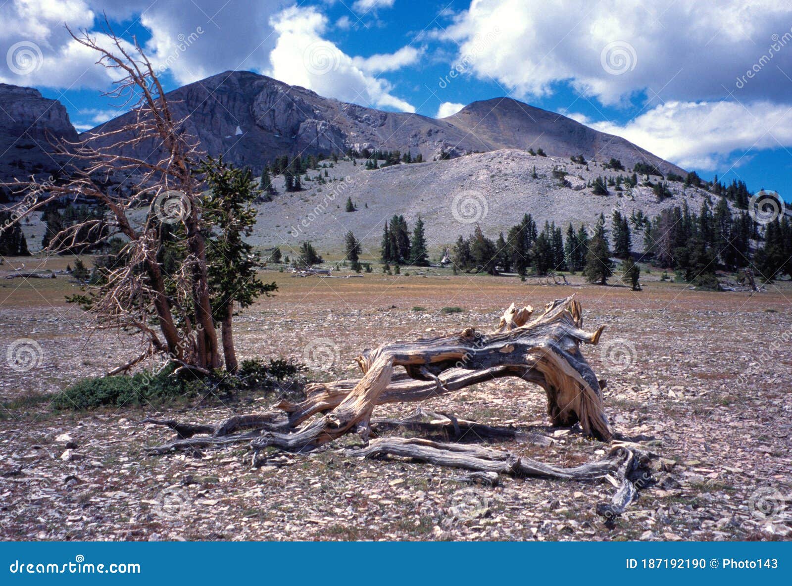 Bristlecone Pine and Snag, the Table, Mount Moriah Wilderness, North ...