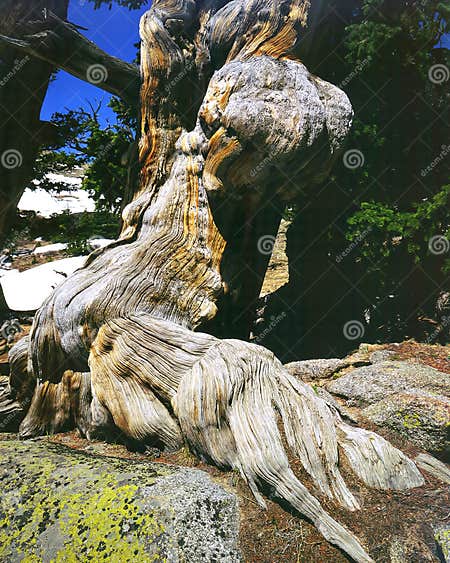 Bristlecone Pine tree stock photo. Image of bristlecone - 1992860