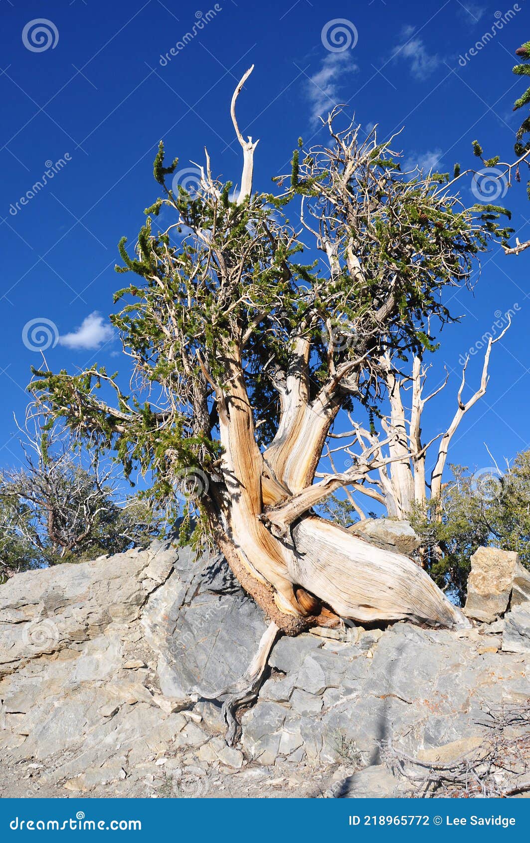 Bristlecone Pine Tree in Bristlecone Pine Forest Stock Photo - Image of ...