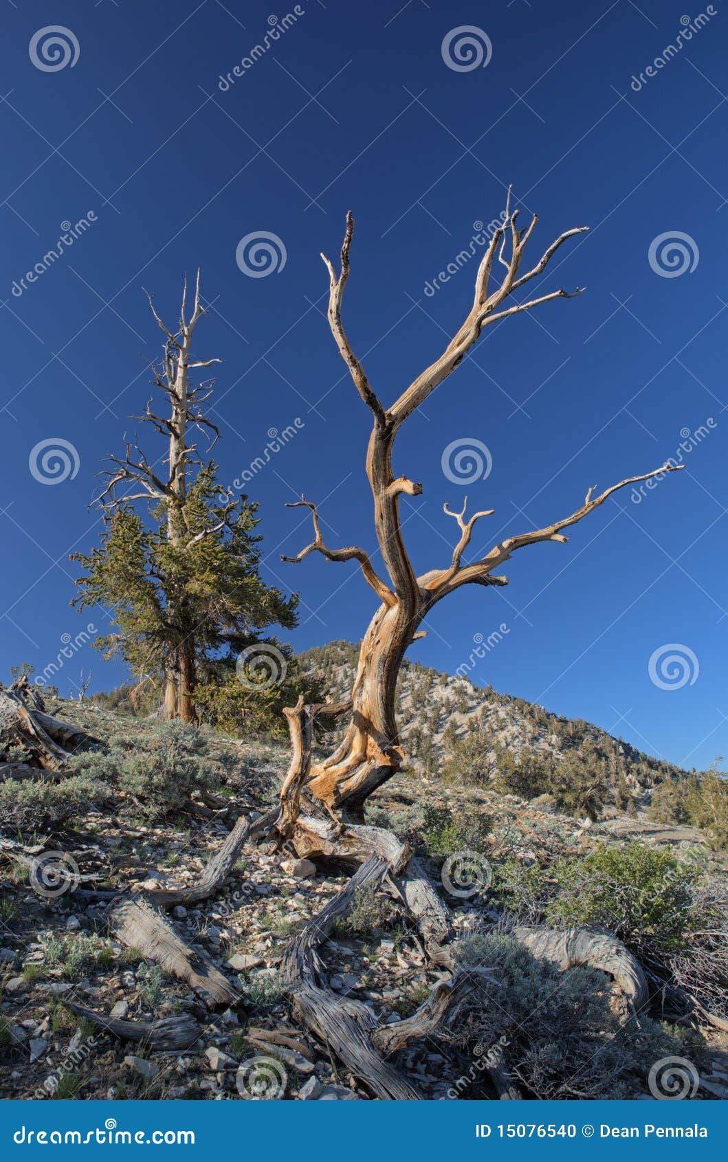 Bristlecone Pines stock photo. Image of tree, tenacious - 15076540