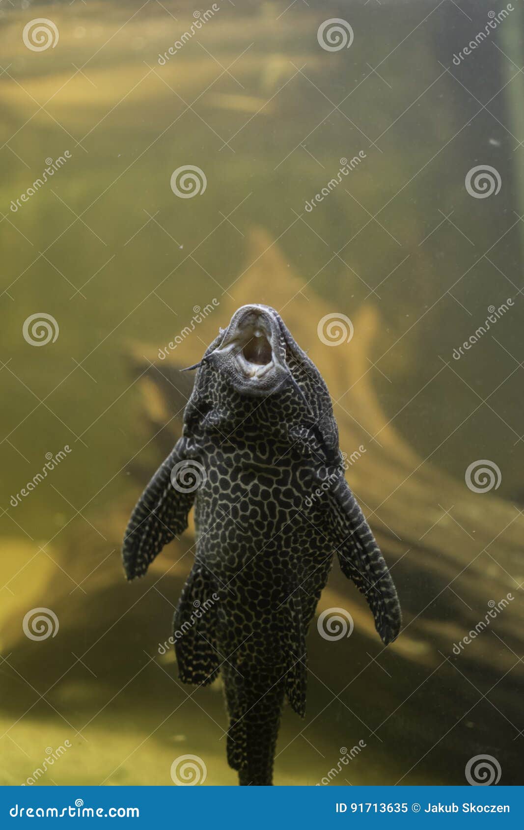 Bristlenose fish stock image. Image of white, front, wild - 91713635