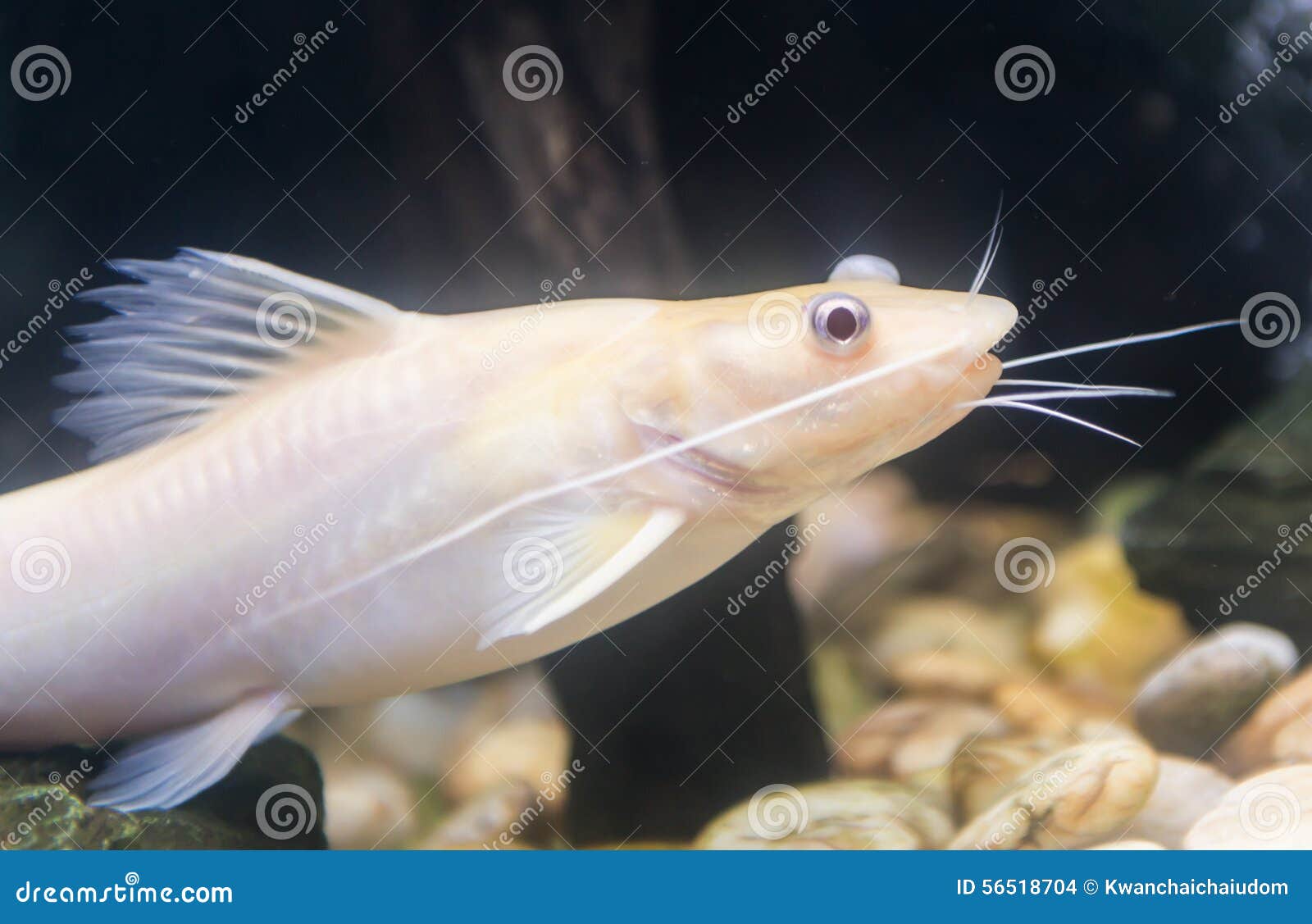 Bristlenose Pleco, Catfish Albino Stock Photo - Image of white, aquatic ...