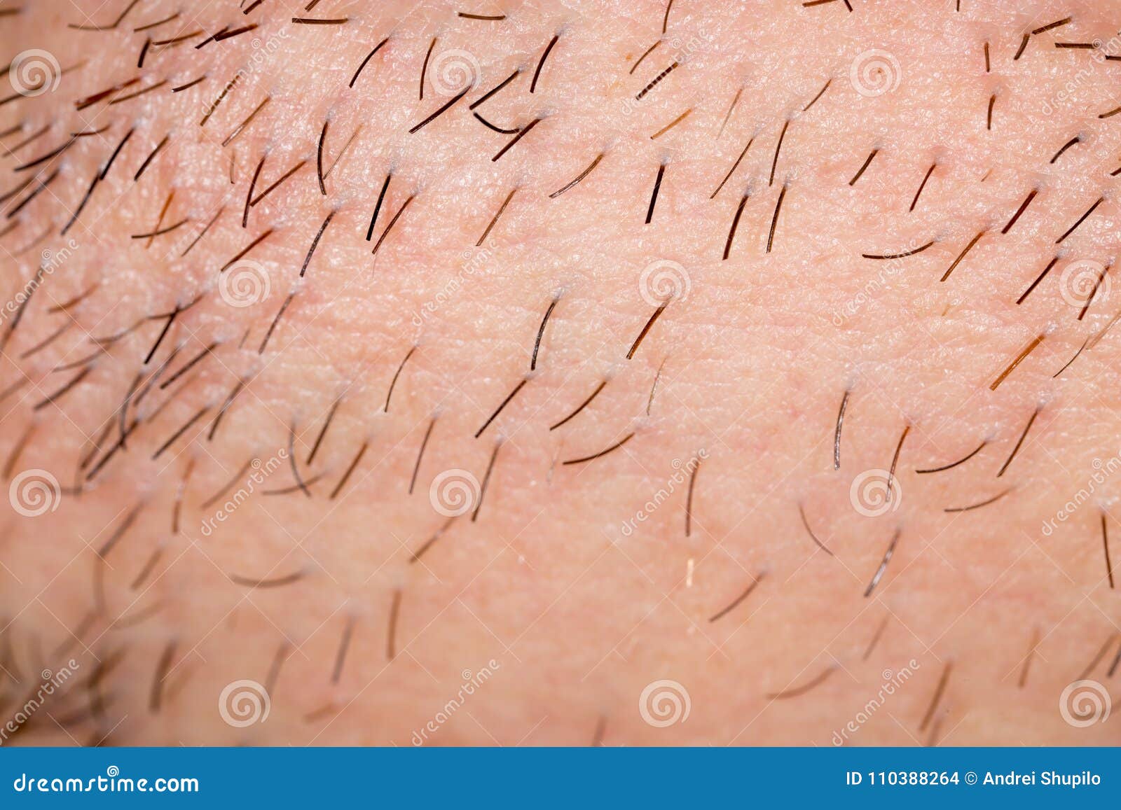 Bristles on the Beard of a Man Stock Photo - Image of macro, mouth ...