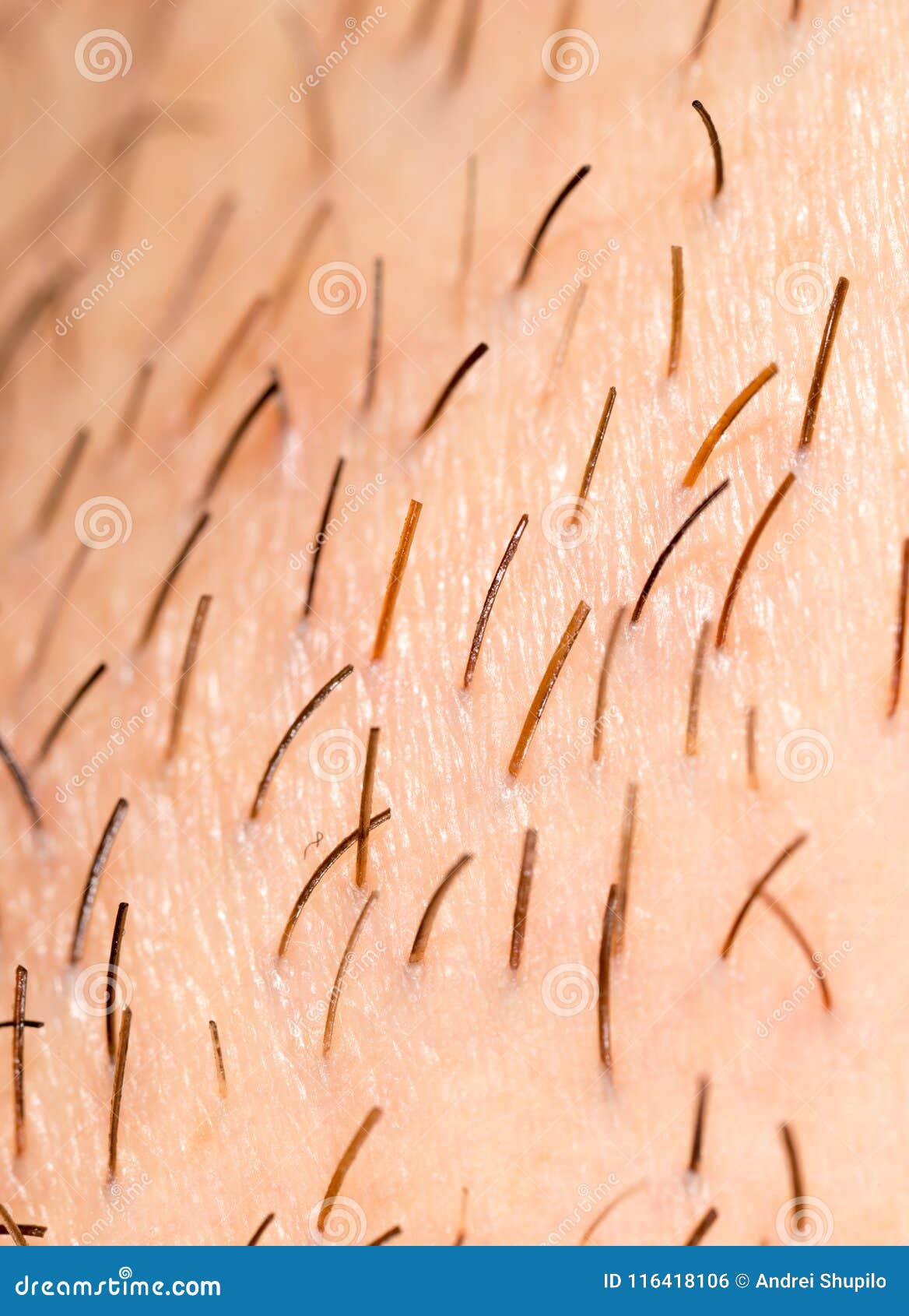 Bristles on the Beard of a Man Stock Photo - Image of macro, bristle ...