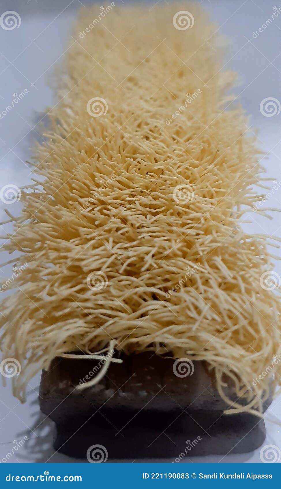 The bristles look amazing stock image. Image of coral - 221190083