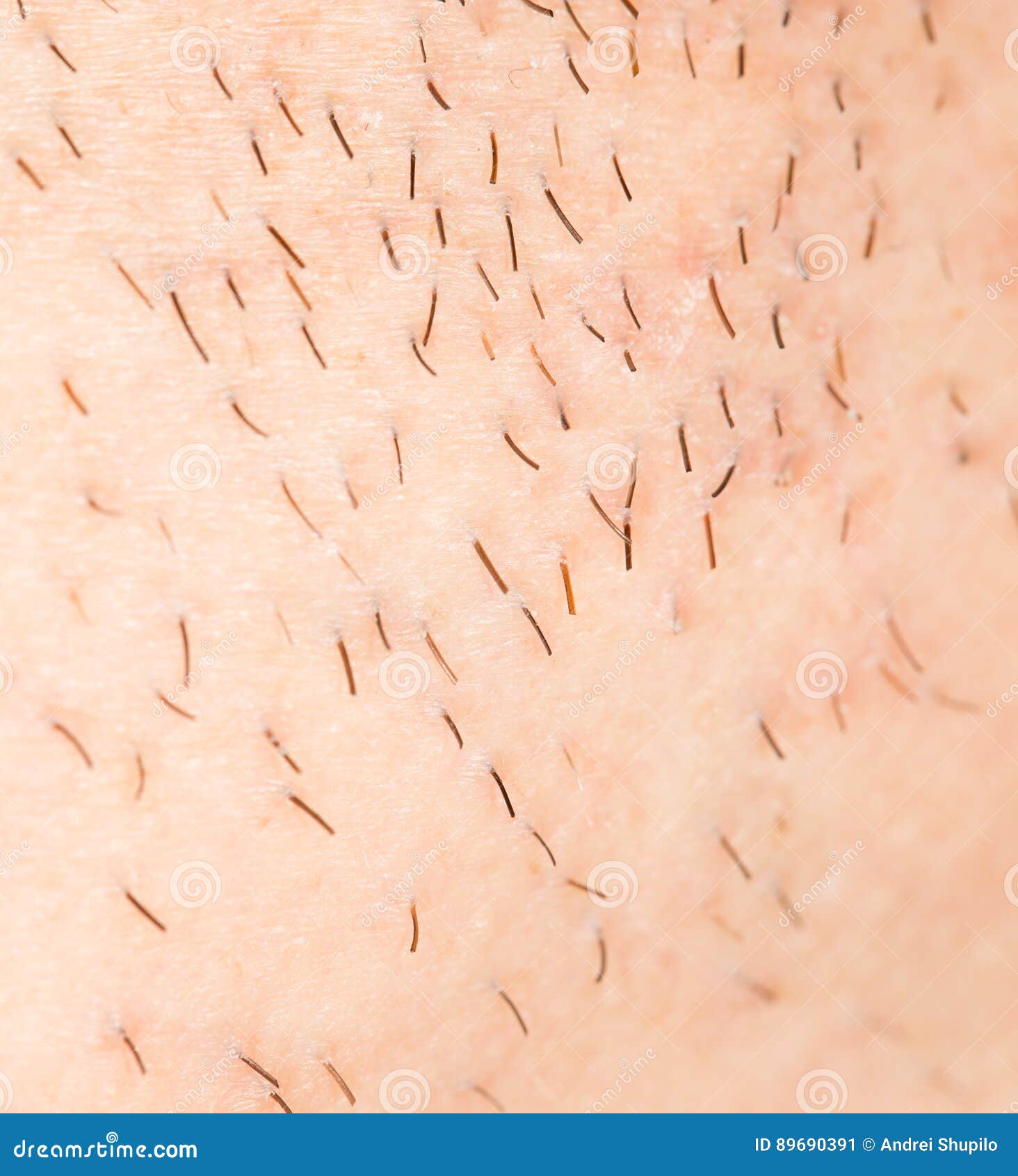 Bristles on the Skin. Close-up Stock Image - Image of beard, handsome ...