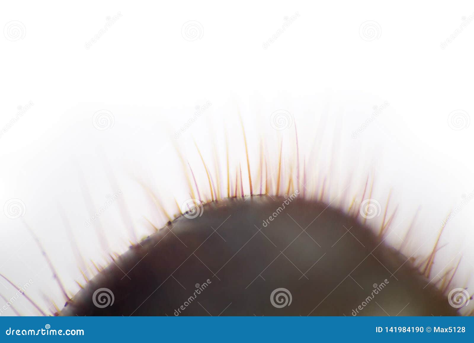 Larva of May Bug, Ultra Macro of Head, Isolated on White Stock Photo ...