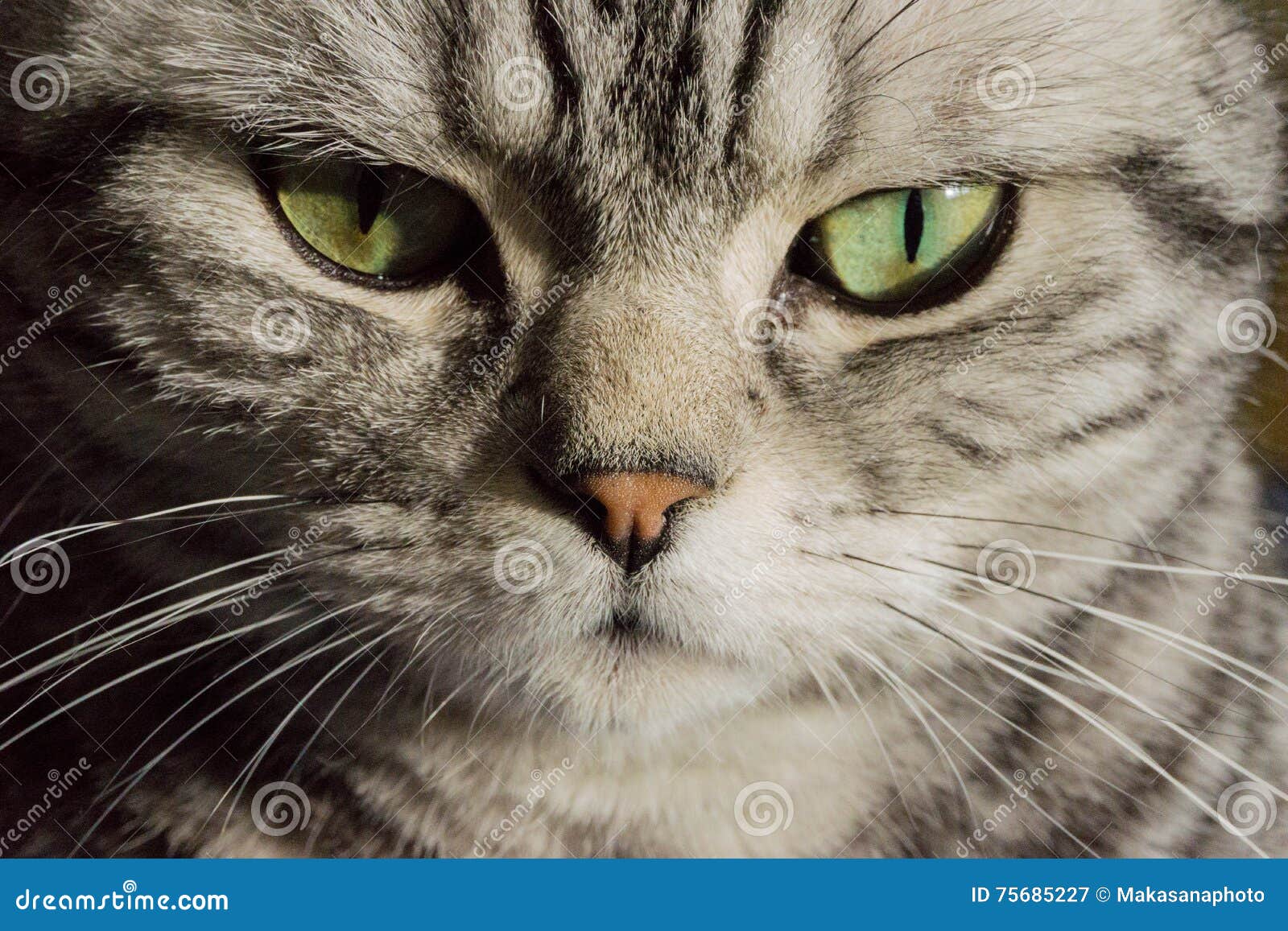 Britisch Kurzhaar-getigerte Katze Stockbild - Bild von brut, schwarzes ...