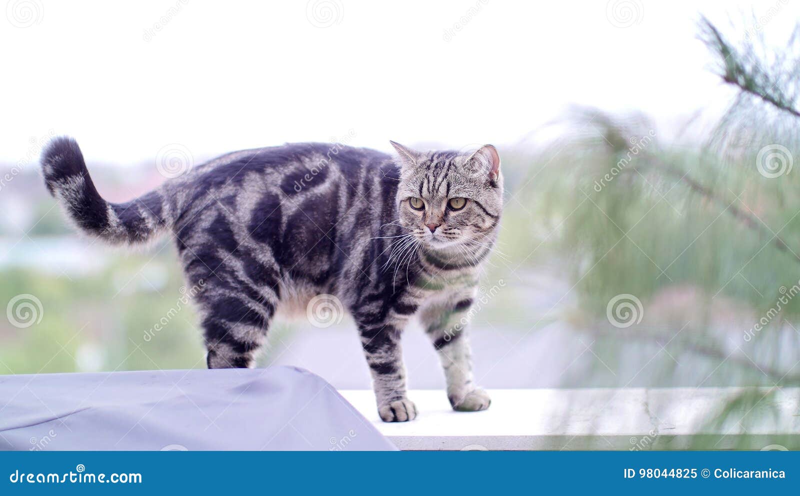 Britisch Kurzhaar-getigerte Katze, Die in Das Yard Geht Stockbild ...