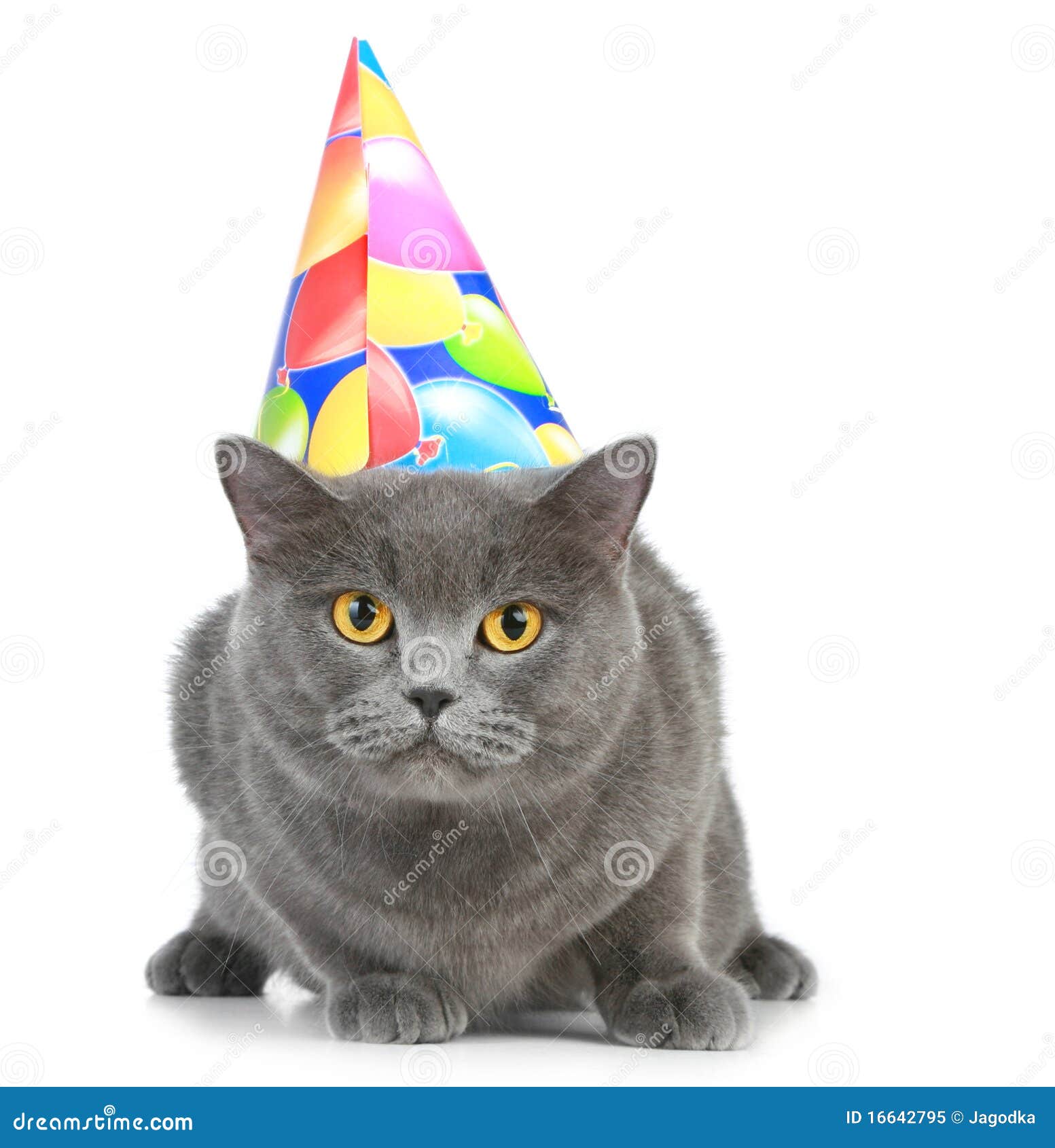 Britische Katze Mit Partyhut Stockbild - Bild von ausdruck, bezaubern ...