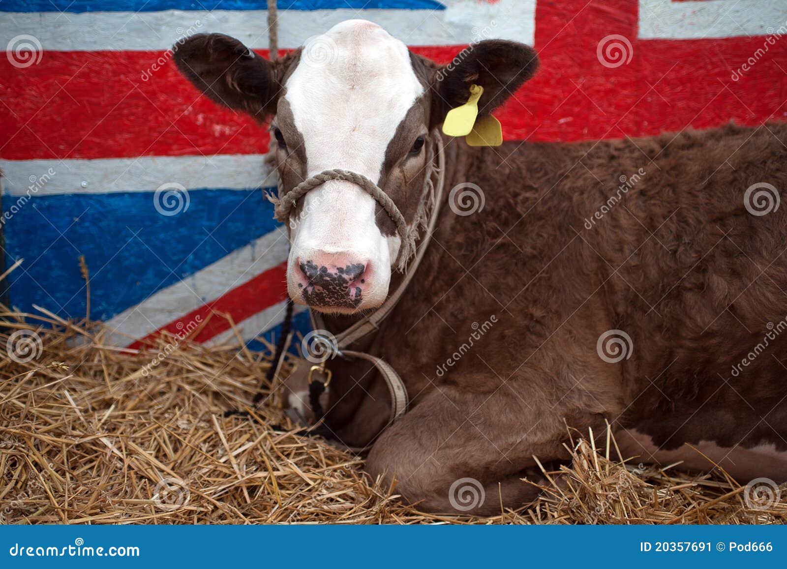 British Beef Cattle stock image. Image of agriculture - 20357691
