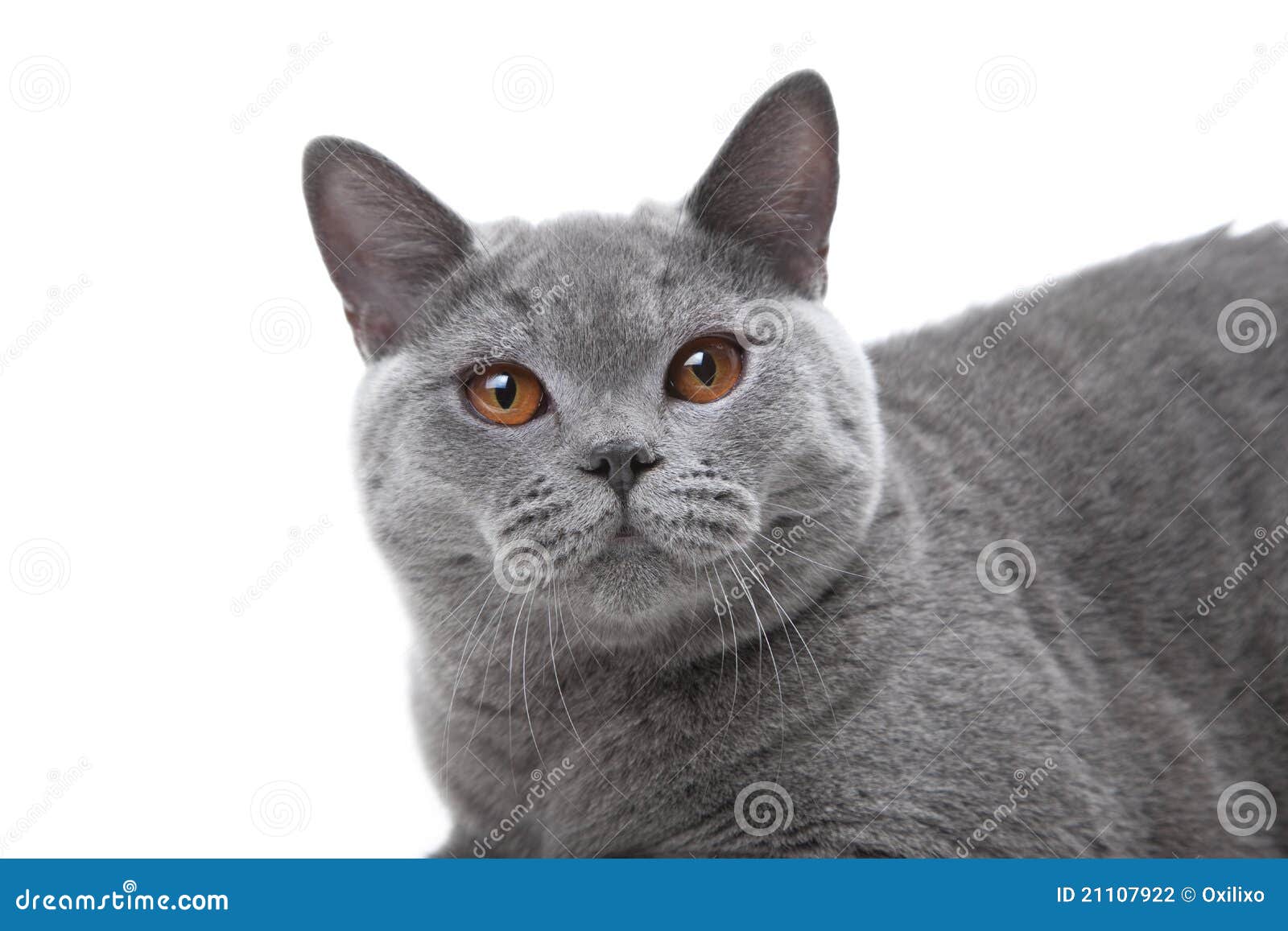 British blue cat stock photo. Image of male, interesting - 21107922