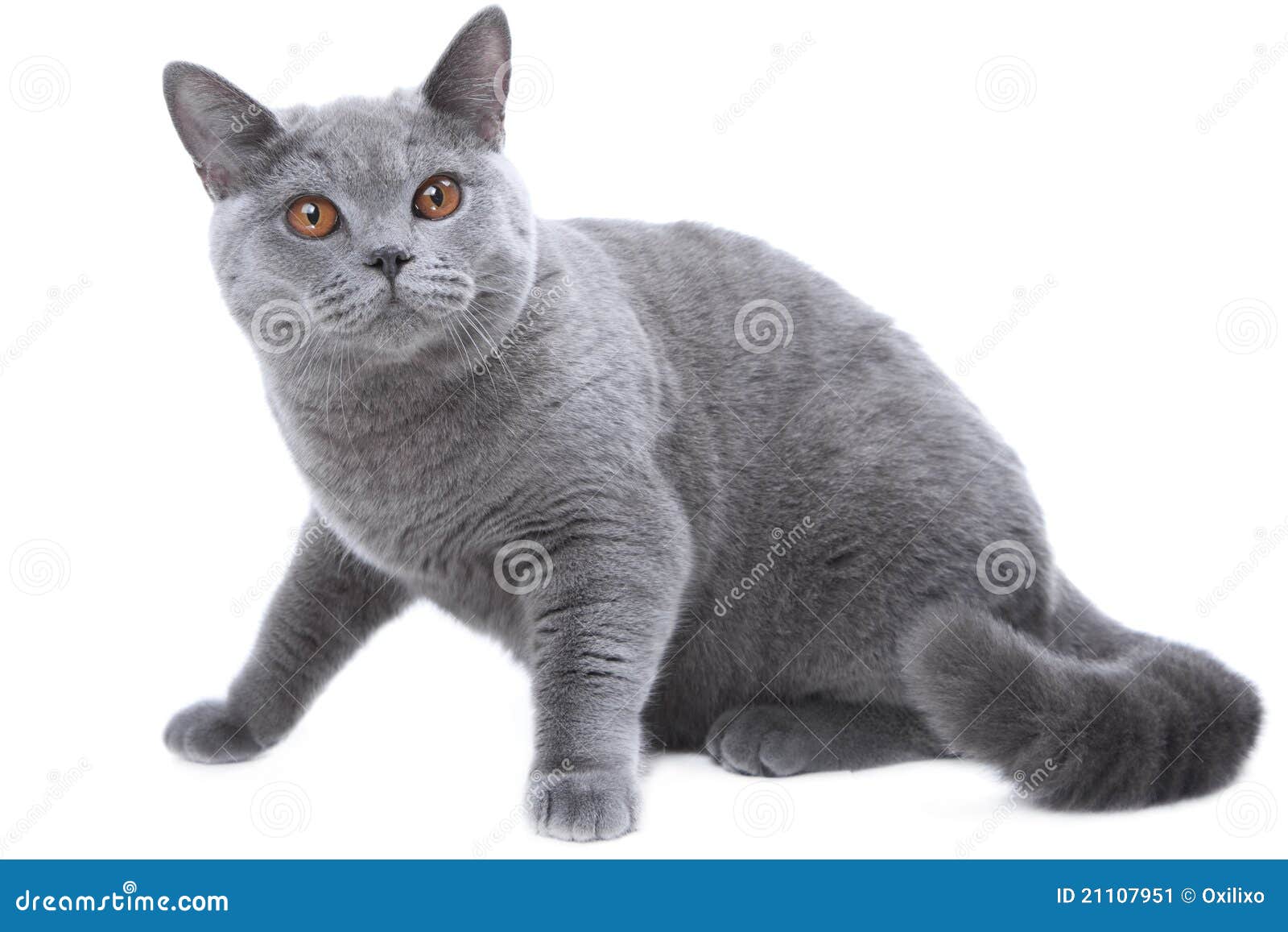 British blue cat stock image. Image of mammal, blue, beautiful - 21107951