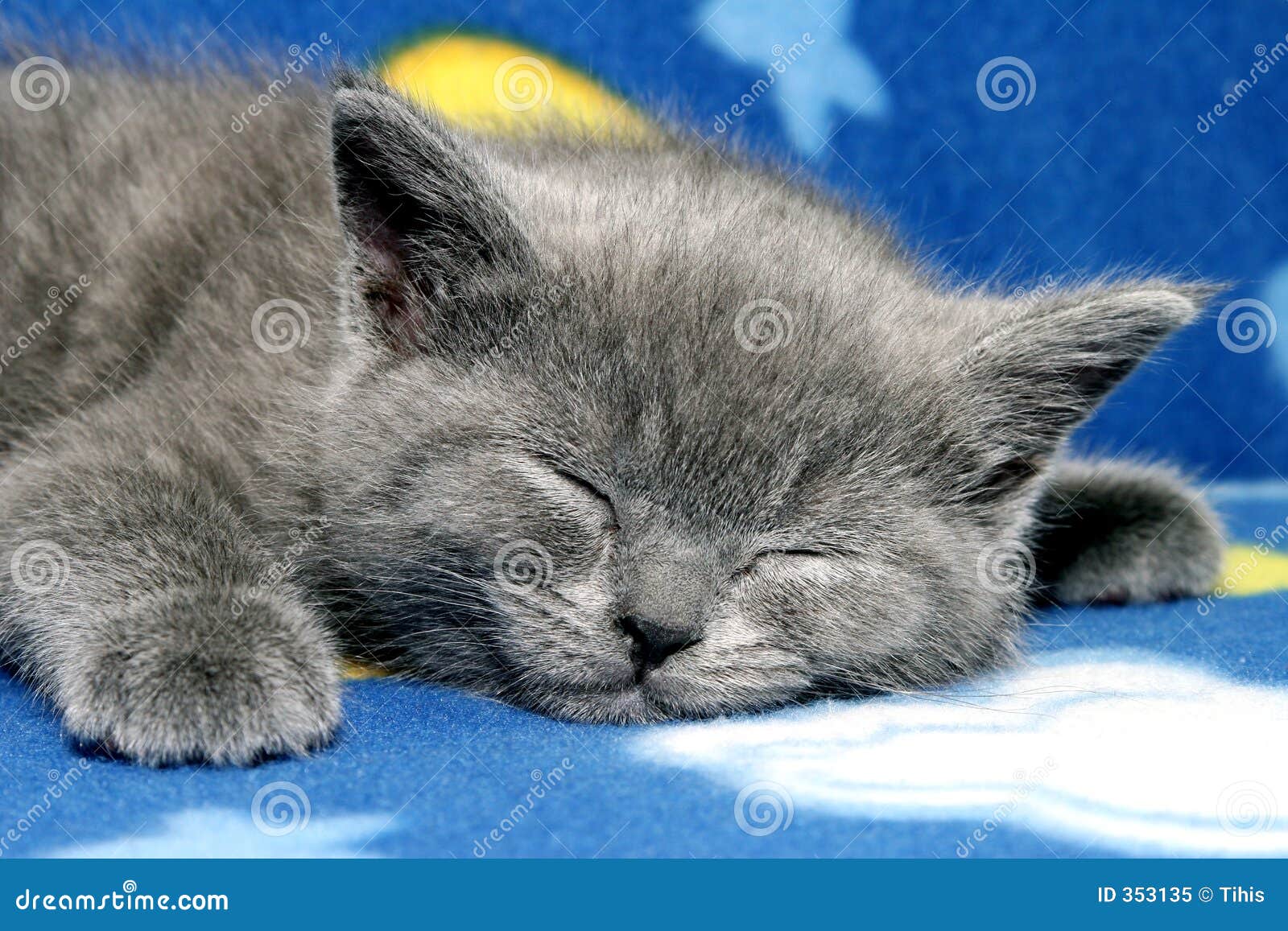 British blue kitten stock image. Image of sleepy, close - 353135