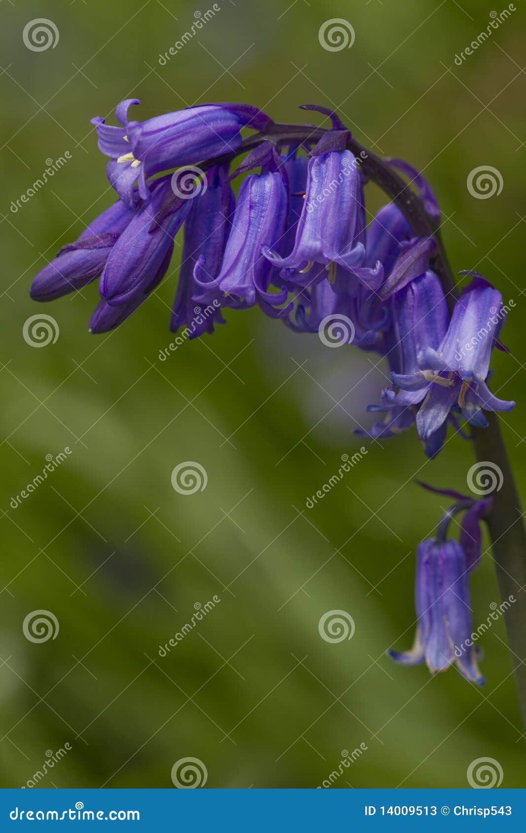 British Bluebell (Hyacinthoides Non-scripta) Stock Image - Image of ...