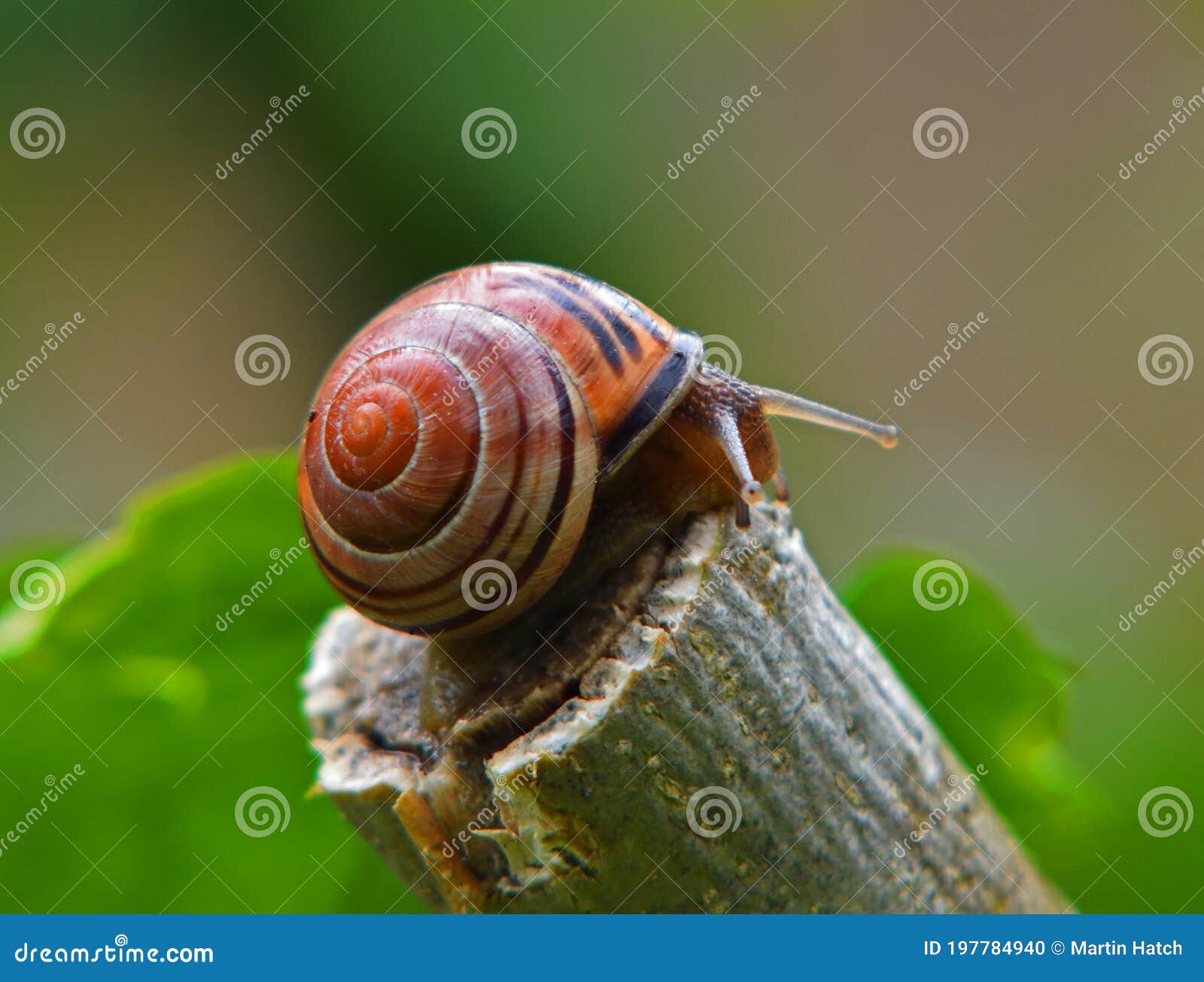 British Brown-lipped Snail or Banded Snail on Shrub Stock Photo - Image ...