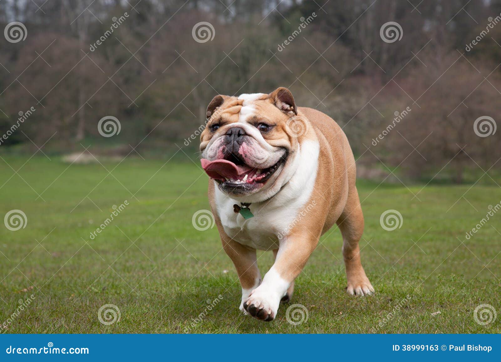 British Bulldog stock image. Image of outside, field - 38999163