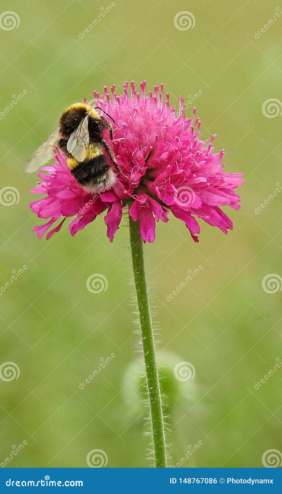 British Bumble Bee Insect Nectar Feeding on Spring Flower Stock Photo ...