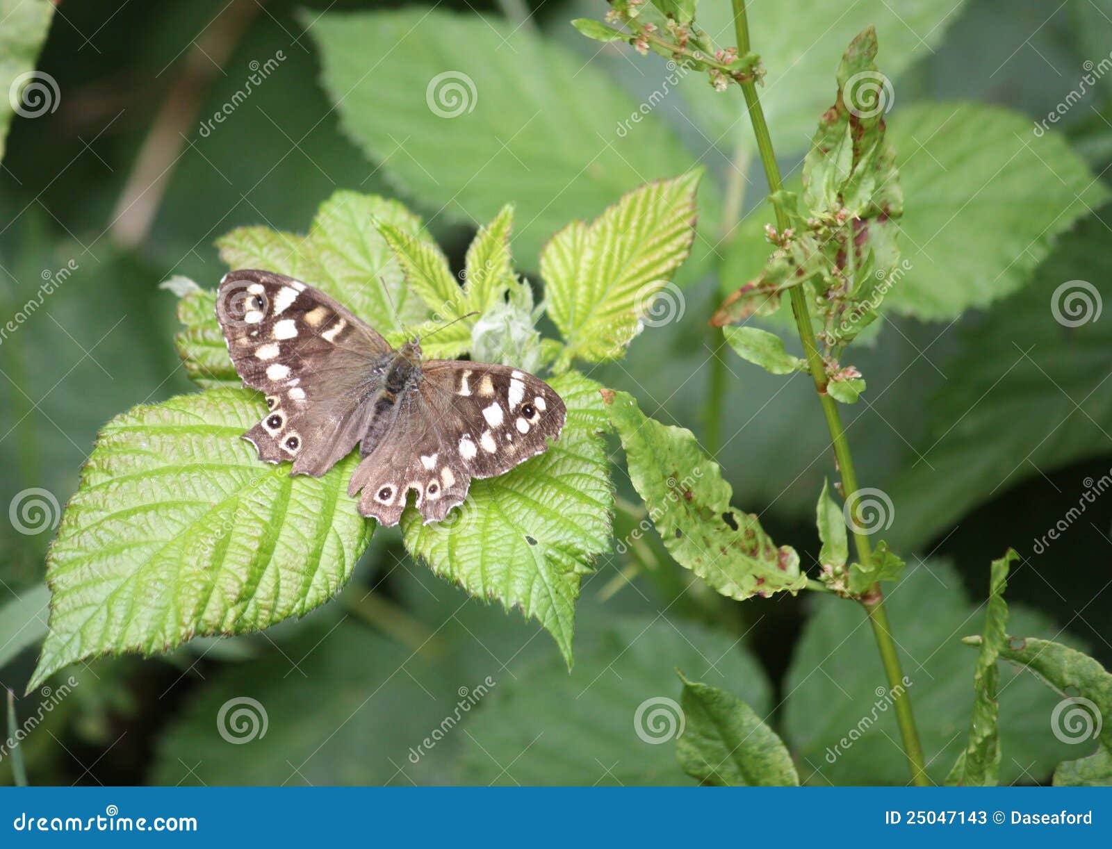 British Butterfly. stock image. Image of leaves, brown - 25047143