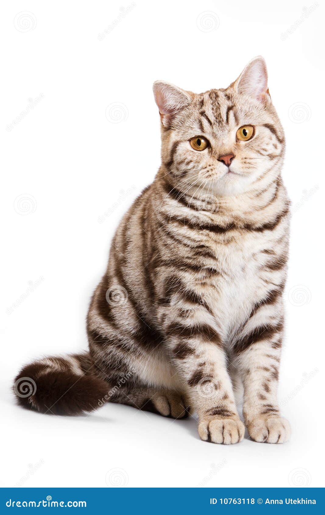 British cat stock photo. Image of feline, camera, tabby - 10763118