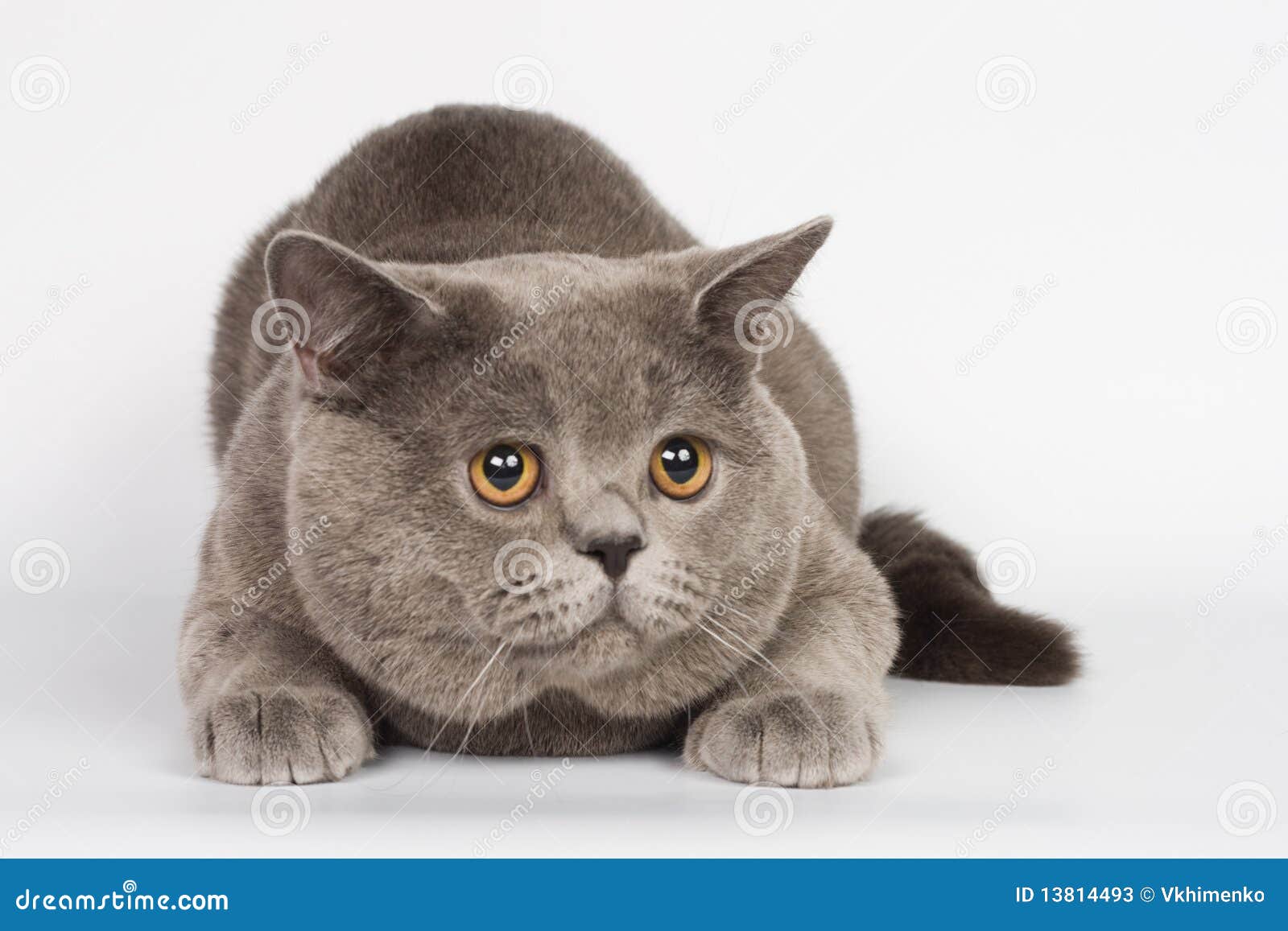 British cat stock image. Image of loving, domestic, young - 13814493