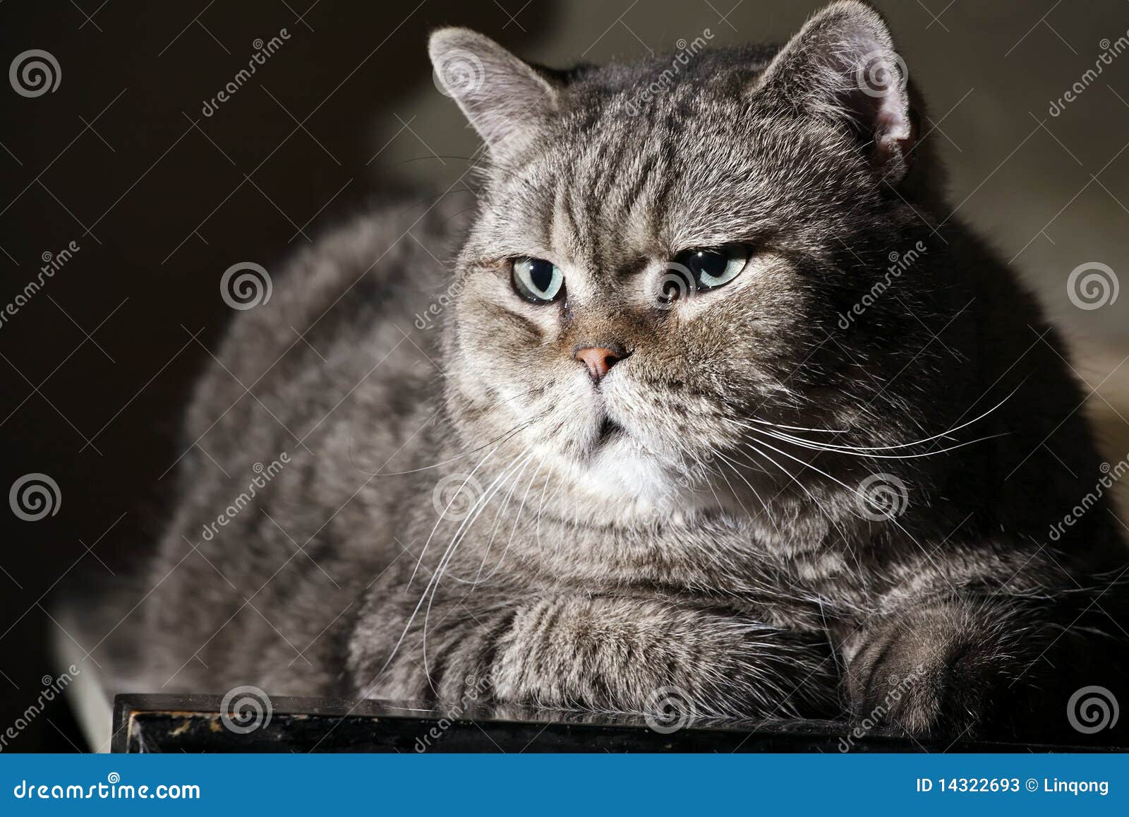 British cat stock image. Image of carnivore, british - 14322693