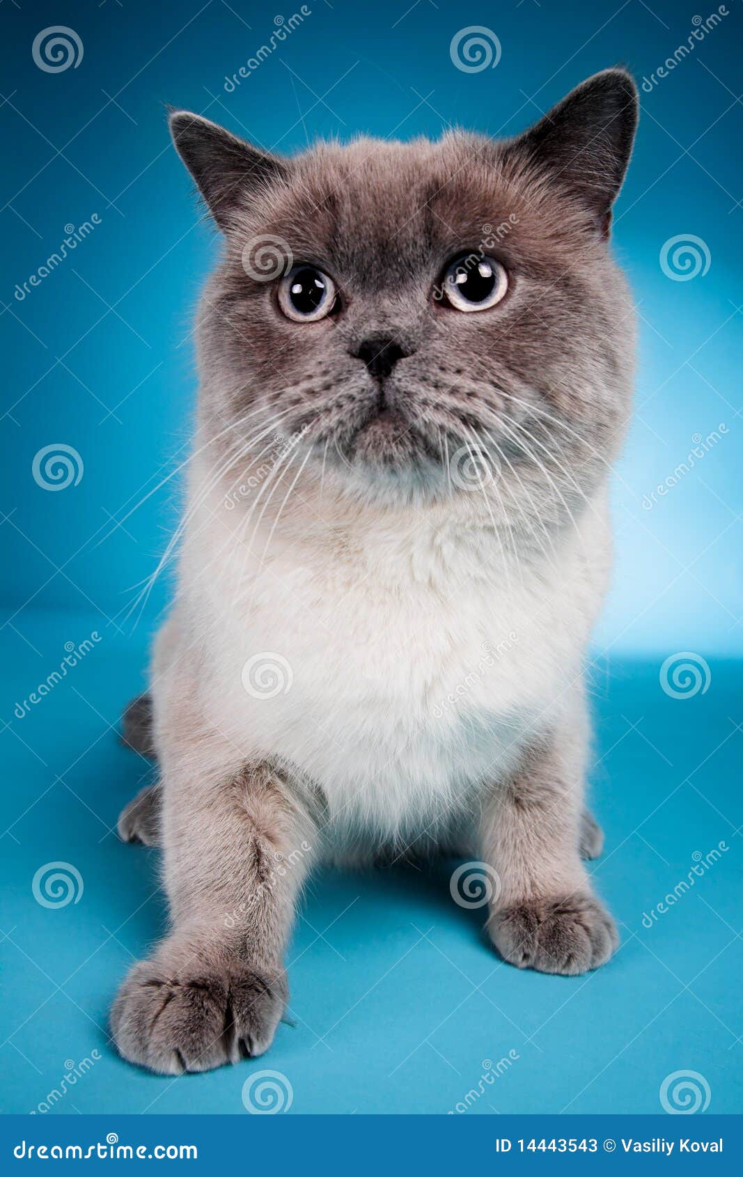 British cat stock image. Image of face, mammal, isolated - 14443543