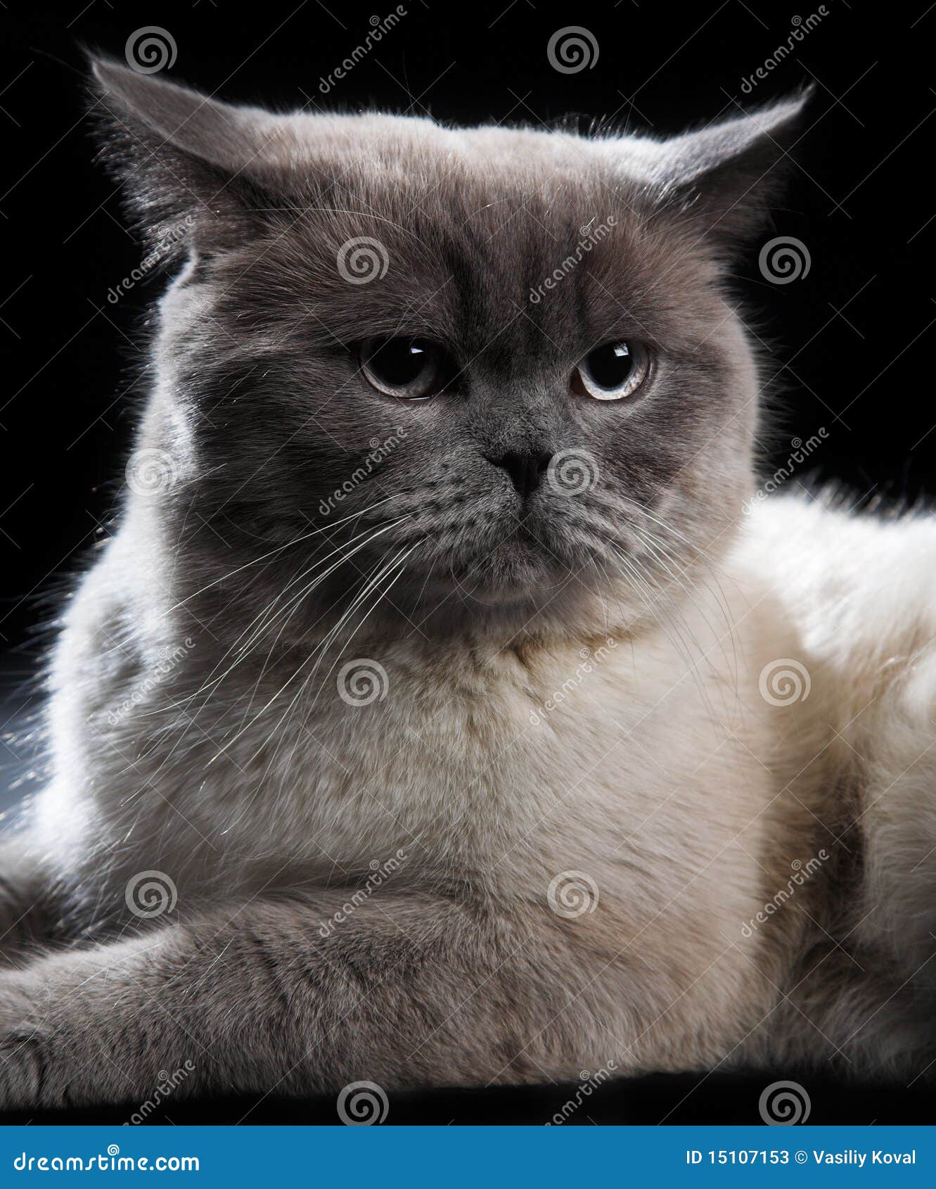 British cat stock image. Image of fluffy, mammal, portrait - 15107153