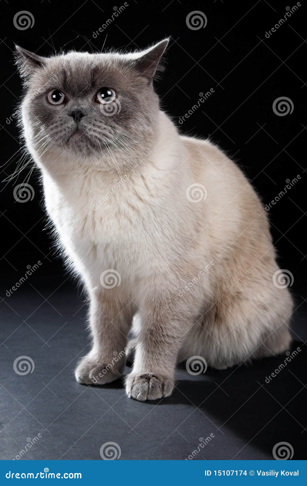 British cat stock photo. Image of looking, pedigreed - 15107174
