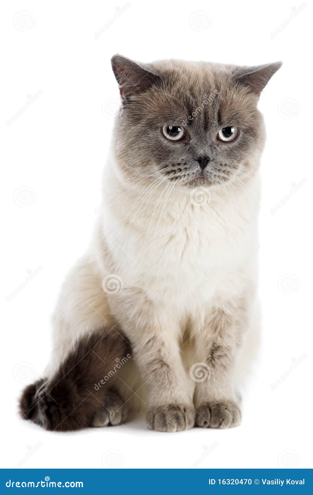 British cat stock photo. Image of adult, large, fine - 16320470