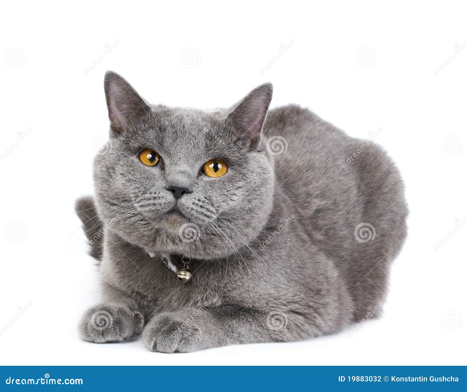British cat stock photo. Image of kitty, pedigree, gray - 19883032