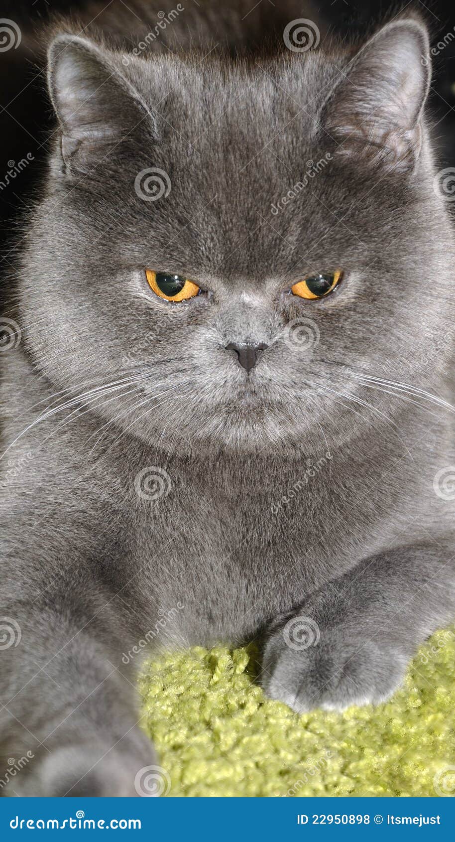 British cat. stock photo. Image of kitten, hair, animal - 22950898