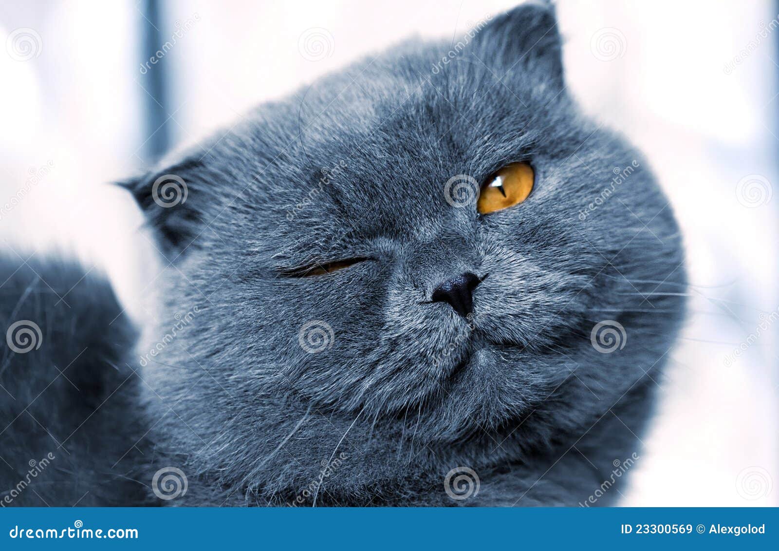 British cat stock image. Image of british, green, background - 23300569