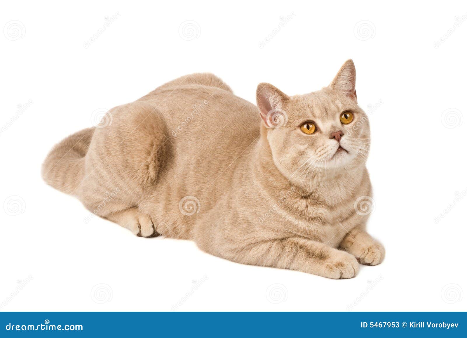 British cat stock image. Image of shorthair, kitty, british - 5467953