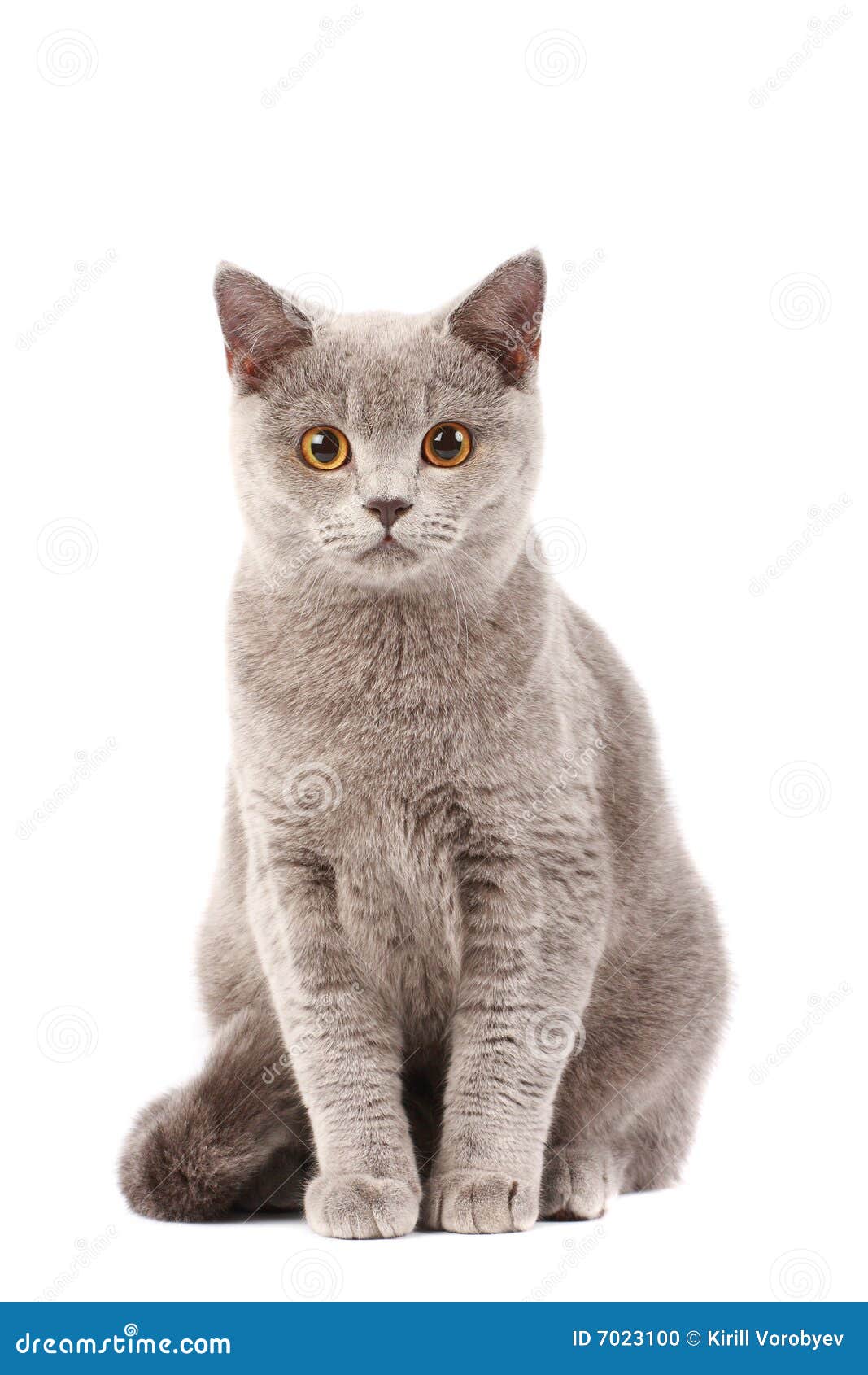 British cat stock photo. Image of beautiful, hair, feline - 7023100
